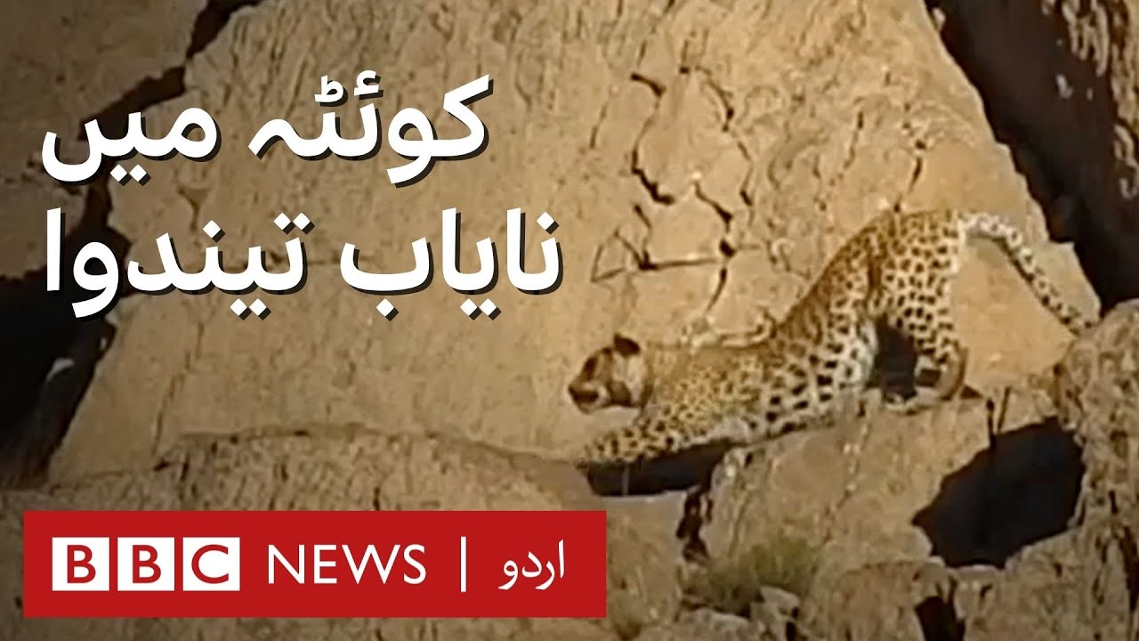 Balochistan Leopard