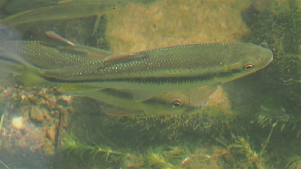 1090726南港大坑溪俗稱台灣馬口魚的公臺灣鬚鱲 （Candidia barbata) - YouTube