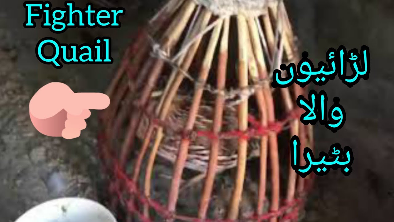 Quail fighting injured two white quails - YouTube