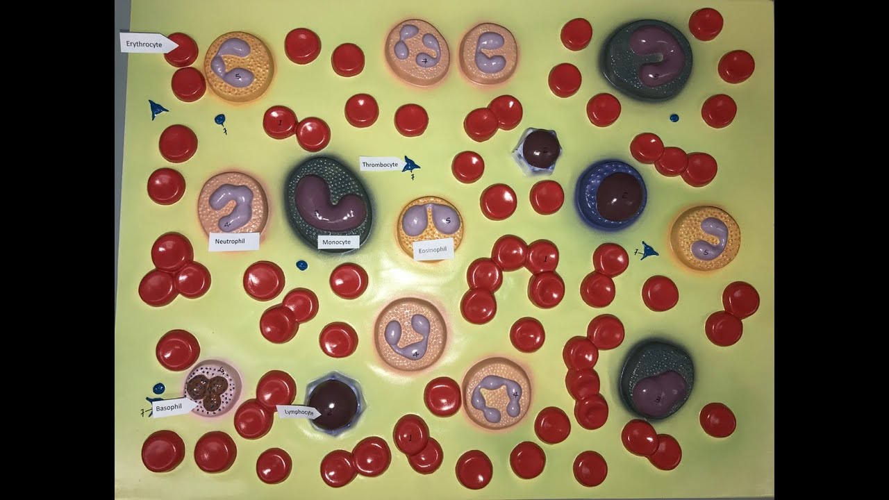 CCC Online Biology Lab - blood cell models, labeled and unlabeled - YouTube