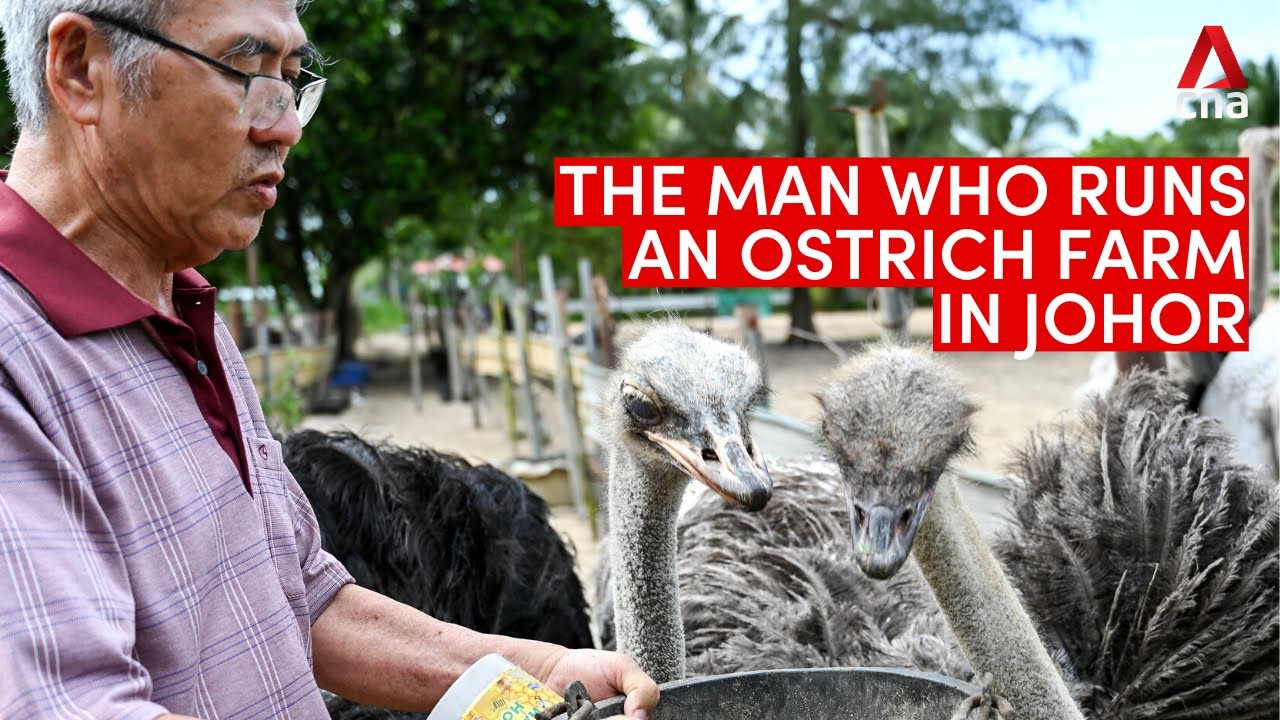 The man who runs an ostrich farm in Johor - YouTube