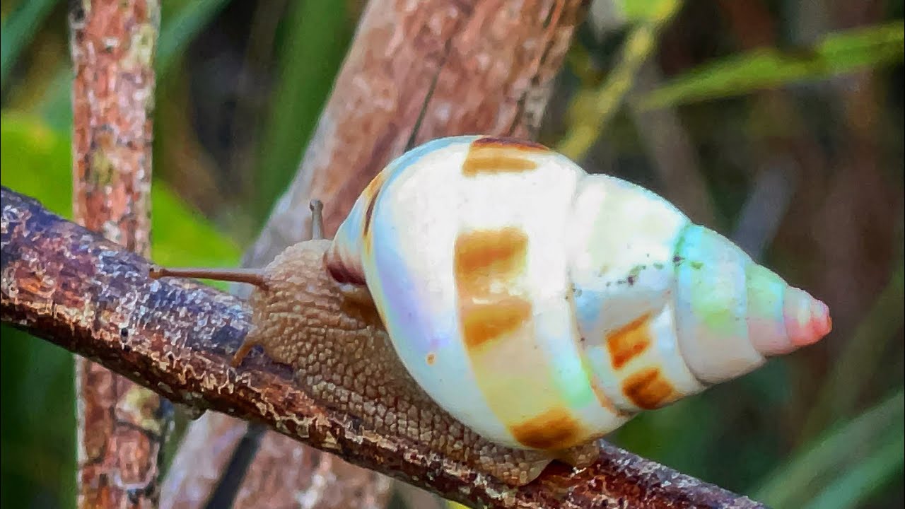 Everglades National Park: Pinelands Trail on 11/8/2022 - YouTube