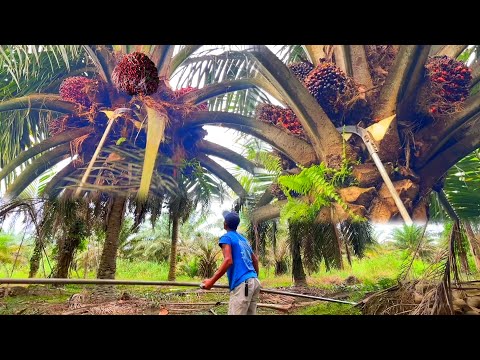 Panen sawit over pruning pakai egrek 111 plepahnya tebal setelah di bongkar buahnya banyak betul 