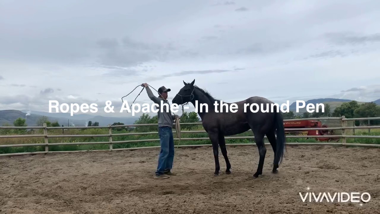 In the round pen • Apache rope work - YouTube