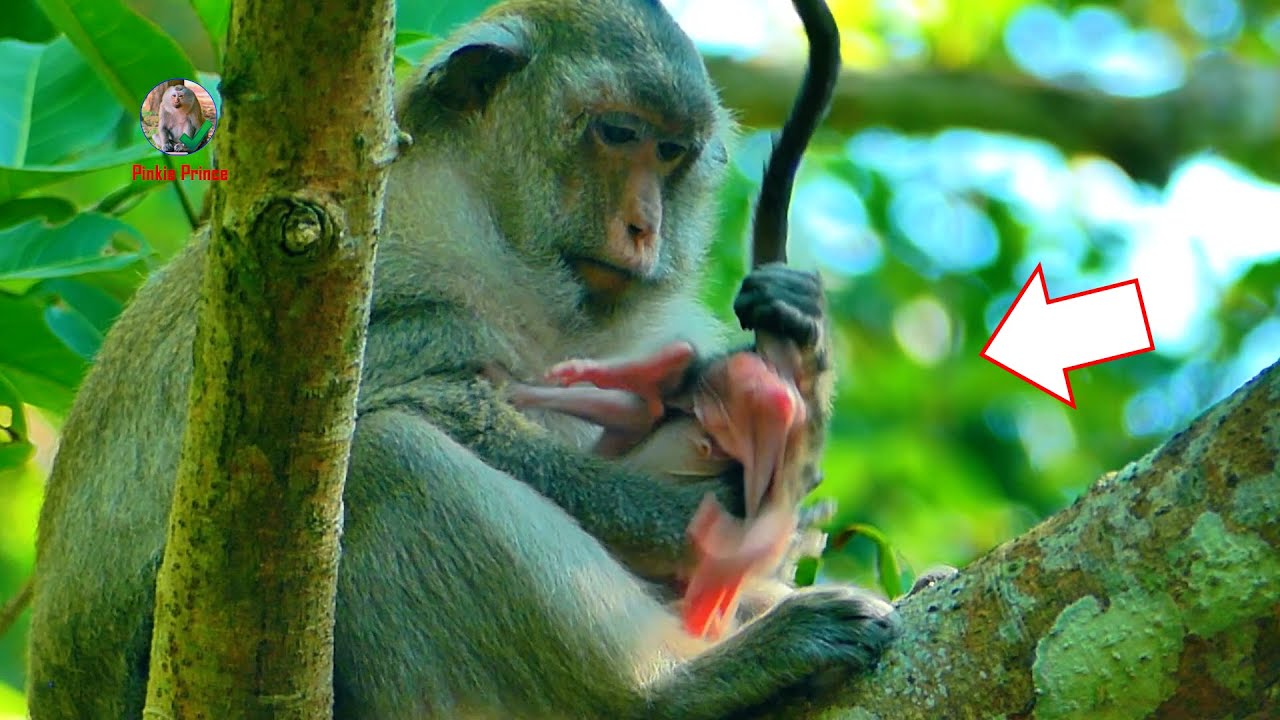 MY HEART IS BROKEN WHAT HAPPENED TO NEW BABY TILLY ?? - YouTube