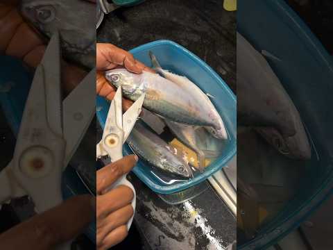 Tip to clean Indian Mackerel Fish (Ayilai/அயிலை) #fish #seafood #cleaning #tip  #trending #shorts