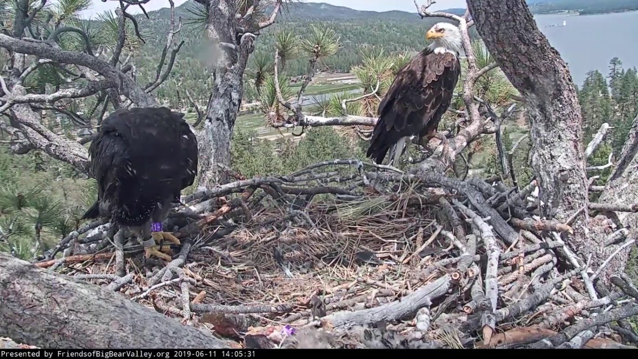Big Bear Eagles * GO SIMBA!! * Enticed by the Wind Simba Wingersizes ...