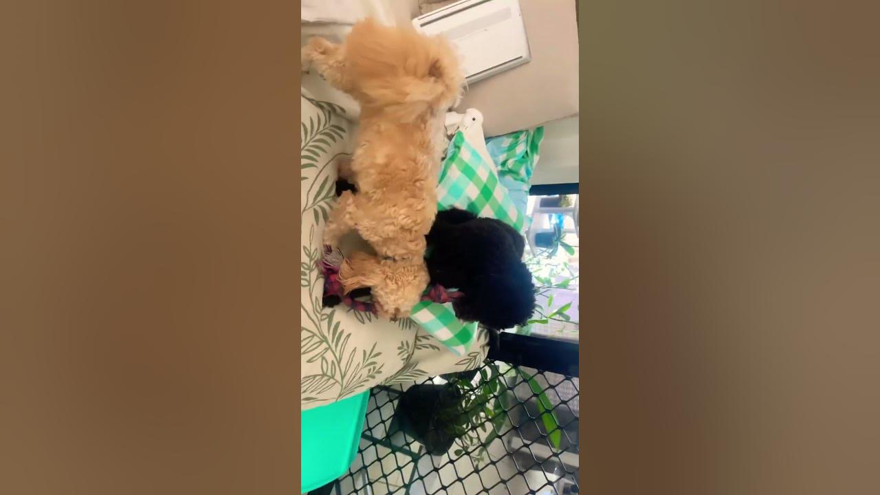 Just them fighting over a toy and her putting her butt on my pillow - YouTube