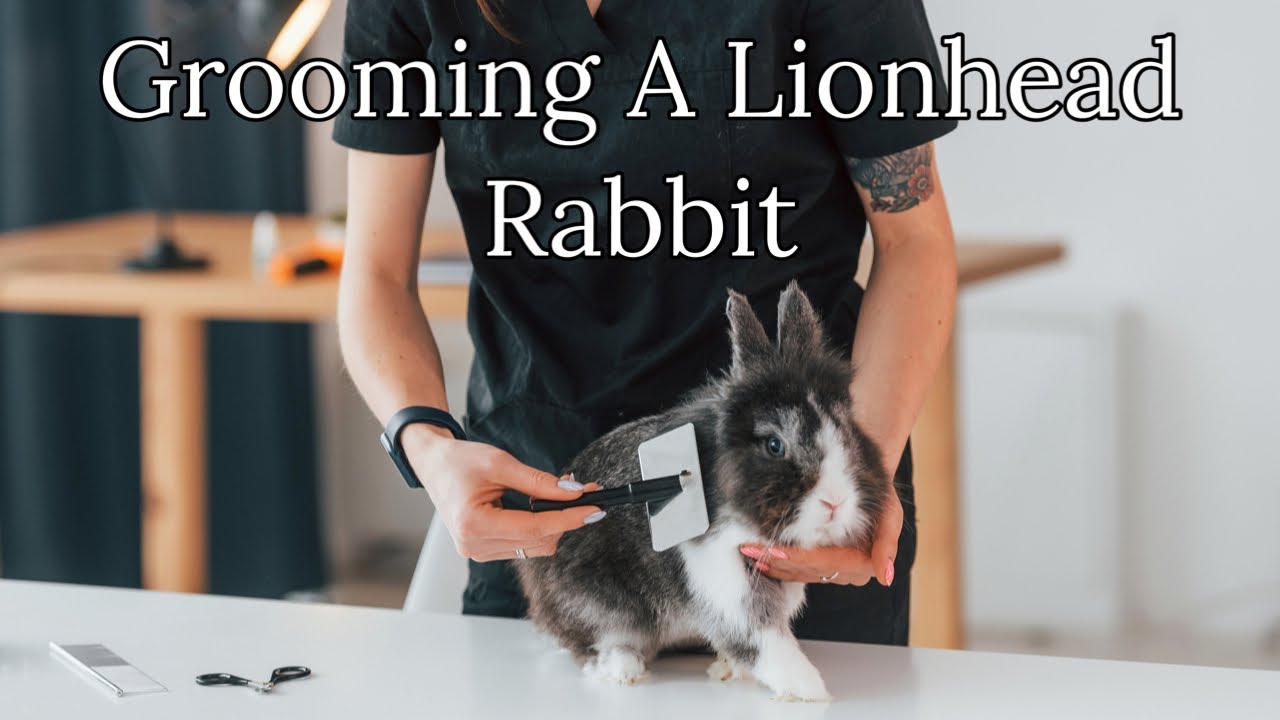 Grooming a lionhead rabbit - YouTube