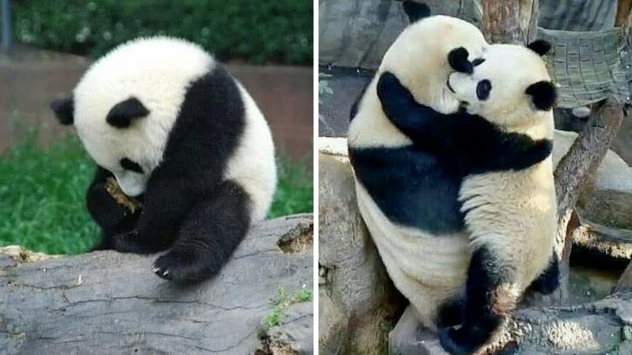 Cutest Animals in The world 🌎 | Supper funniest pets | Animal Planet ...
