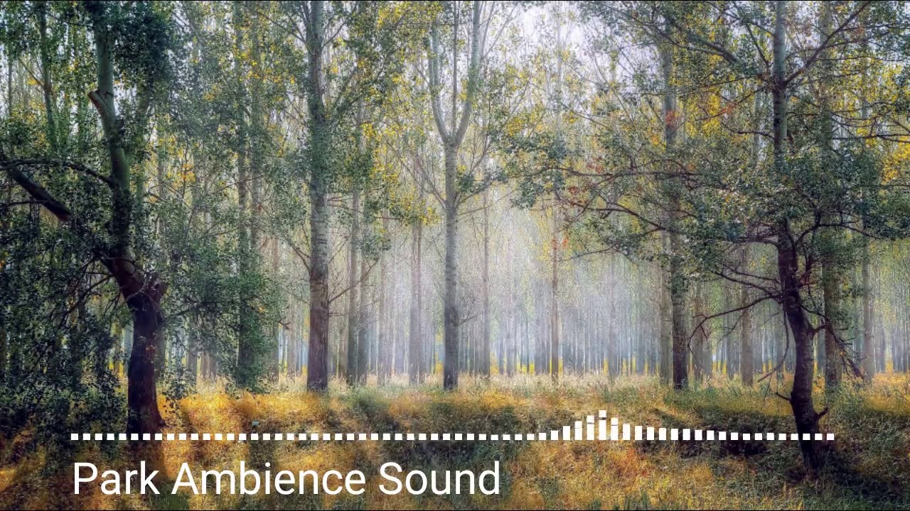 Relaxing sound, Park Ambience Sound - YouTube