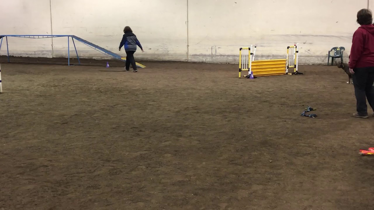 3/9/19 Jayla AKC Novice Standard Eugene Susan Leitner “Q” - YouTube
