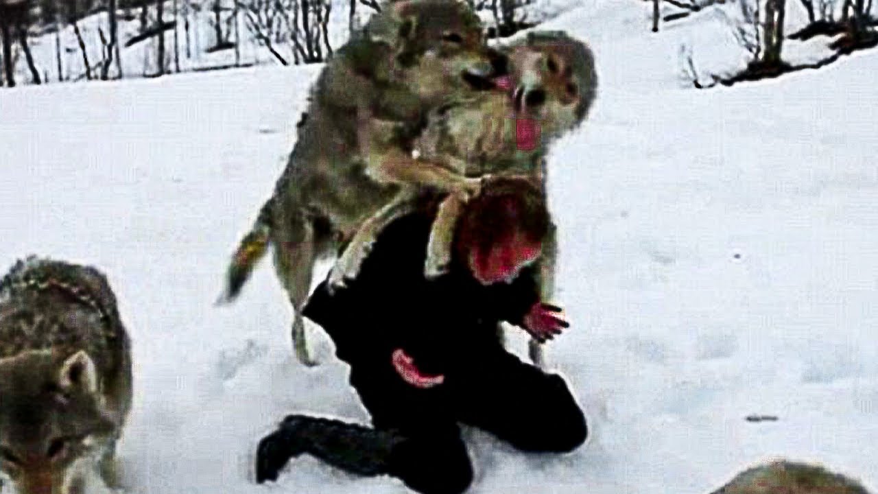 Wolf pack rescued a pregnant woman in a forest in winter What happened ...