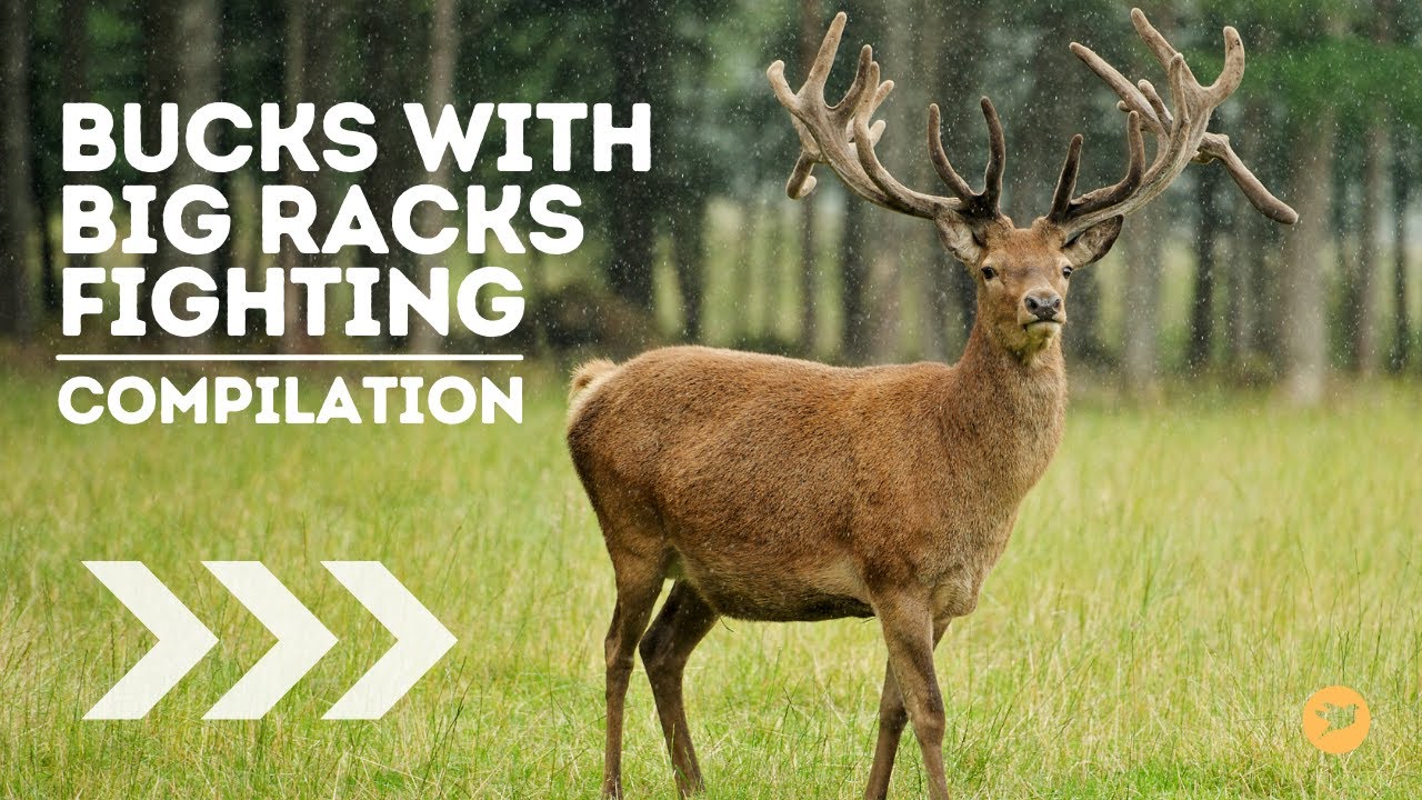 Buck Fight Compilation | Six Different Types of Bucks - YouTube