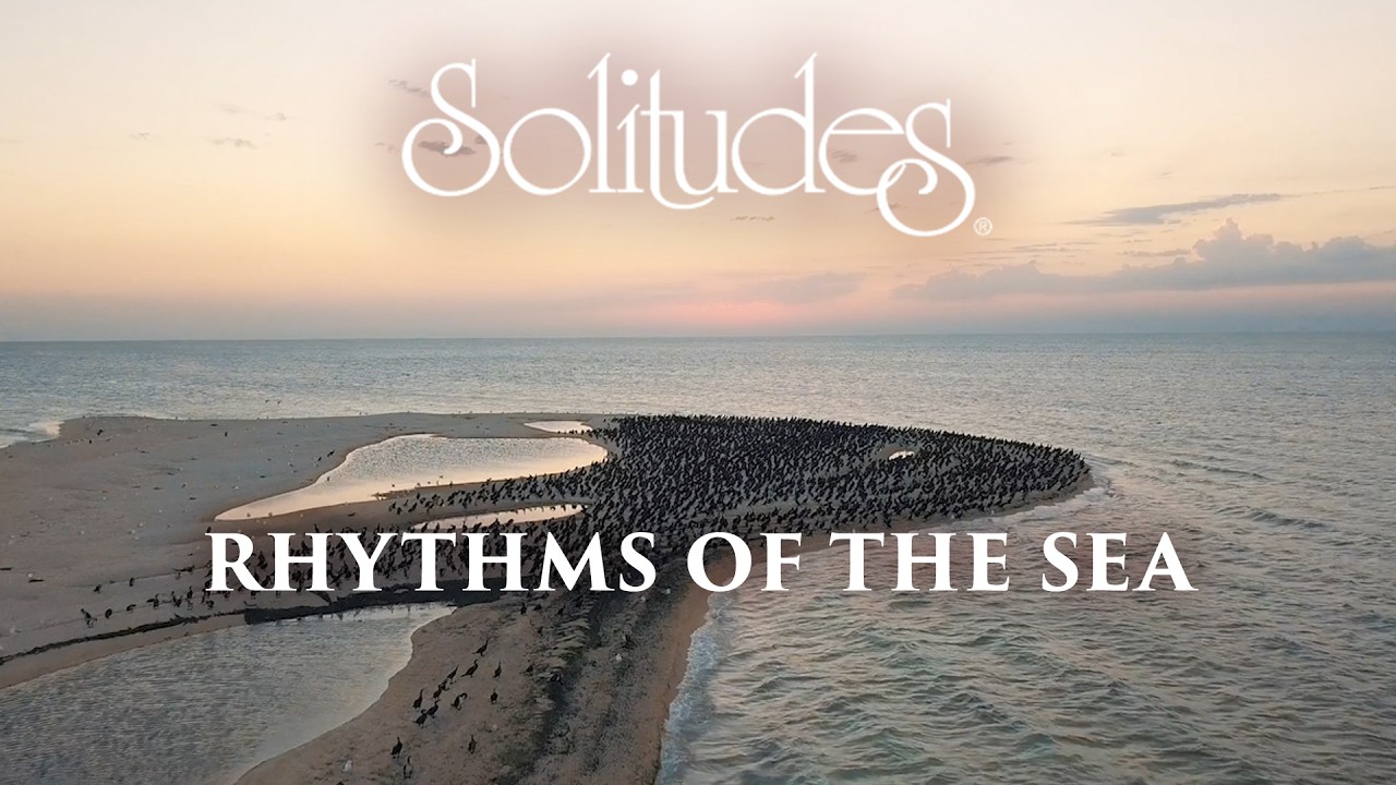 Dan Gibson’s Solitudes - Wings Above the Sea | Rhythms of the Sea - YouTube