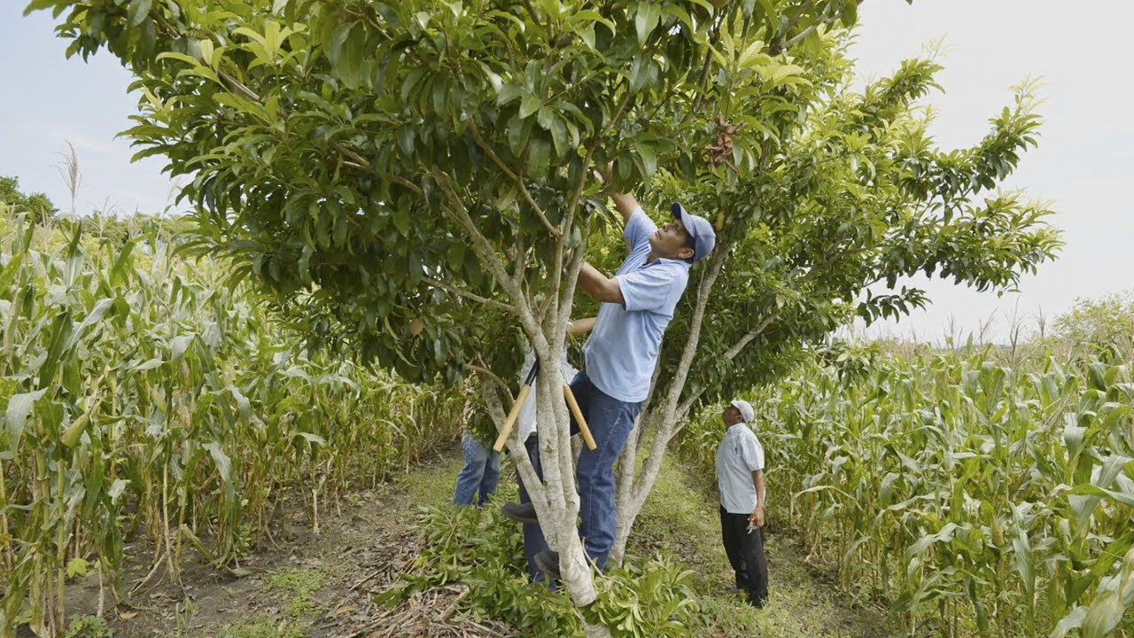 HÁBITAT 3 - Milpa Intercalada con Árboles Frutales (MIAF) - YouTube