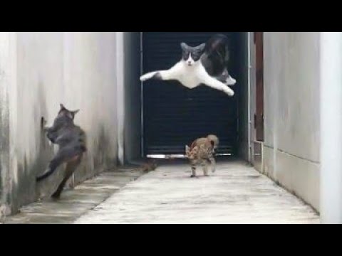 Matrix Cats 😁 - YouTube