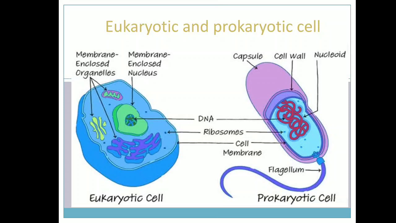 Prokaryotic Cell Eukaryotic Cell Comparison And