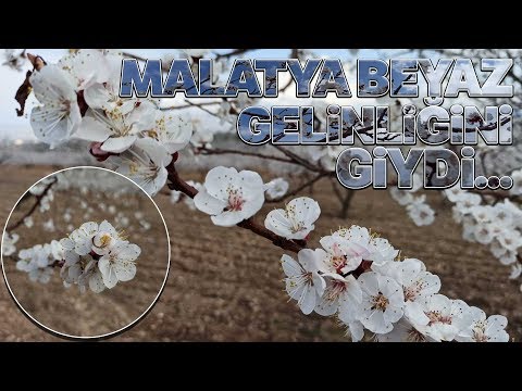 Çiçeklenen Kayısı Ağaçları İle Malatya Beyaz Gelinliğini Giydi