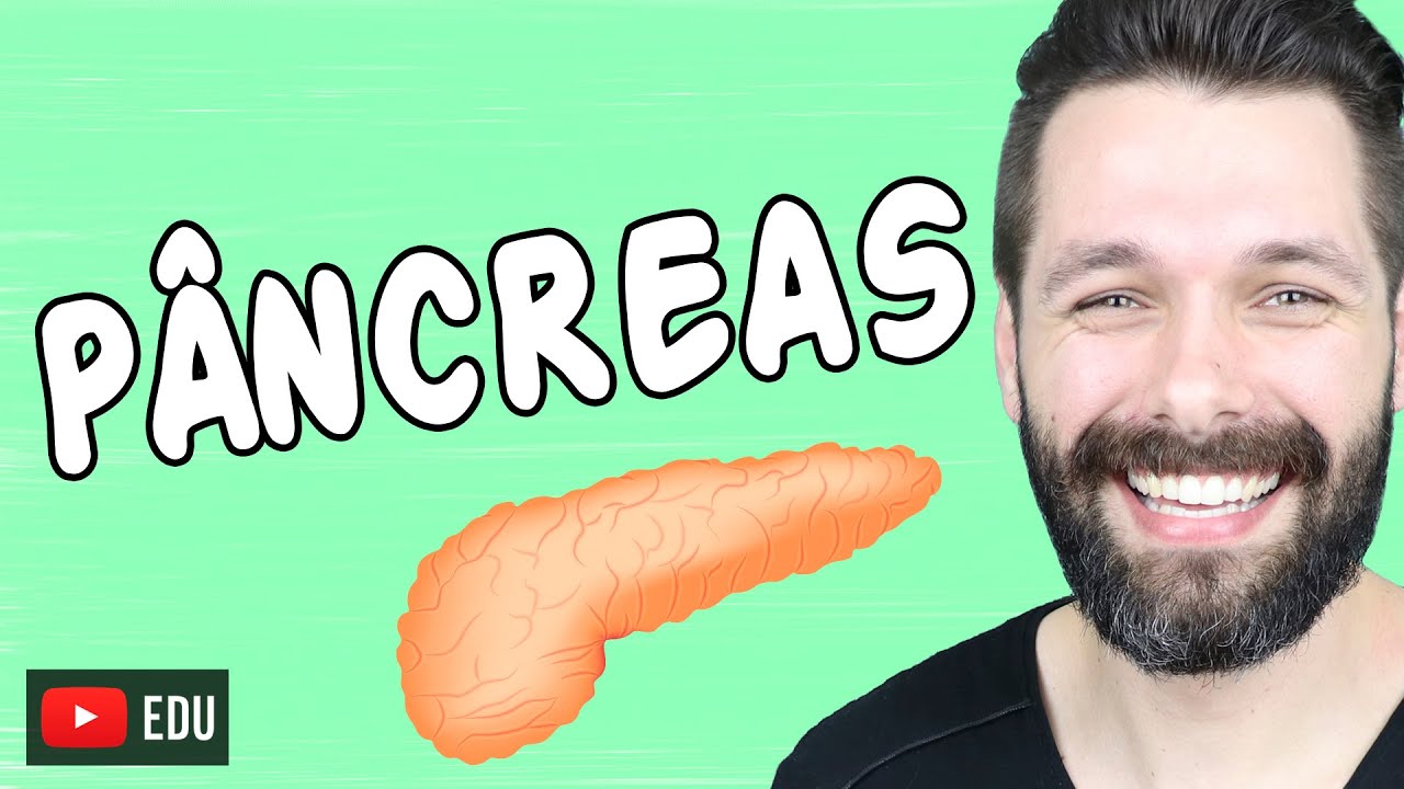 PÂNCREAS - Anatomia e Funções - Sistema endócrino e digestório ...