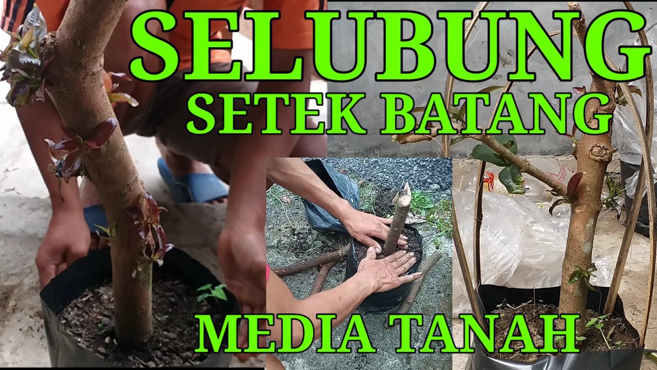 Setek Batang Media Tanah Selubung #Bonsailiar76 - YouTube