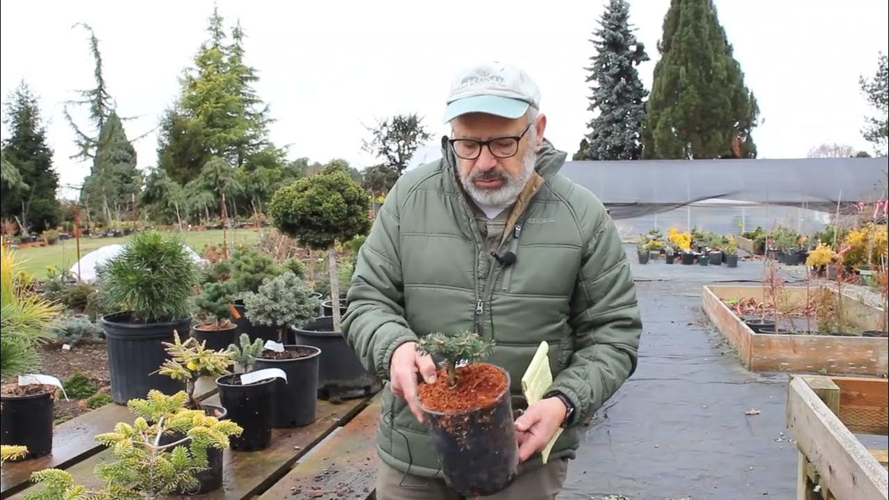 Unusual and Slow Growing Conifers - YouTube