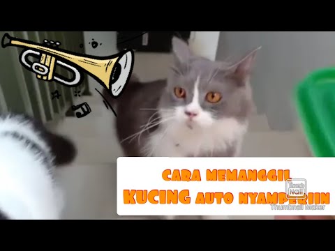 CARA MEMANGGIL KUCING ..AUTO NYAMPERIN !!!