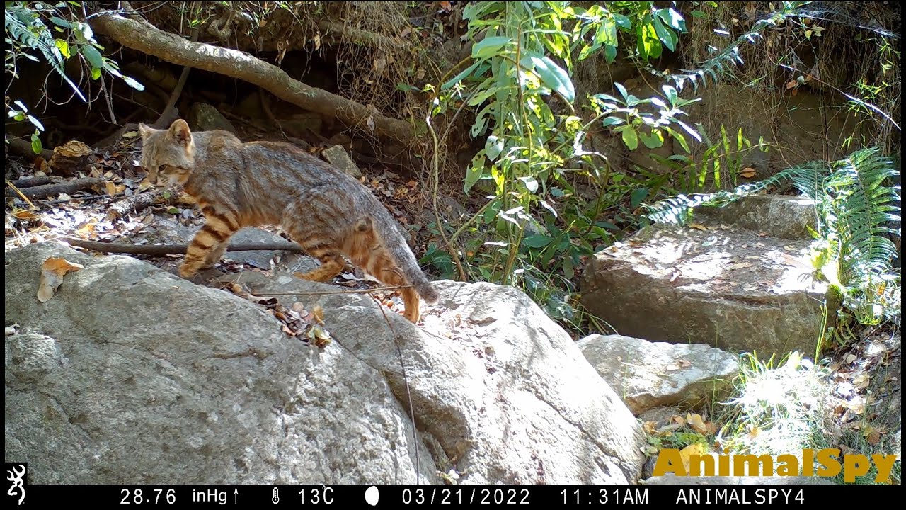 Gato Colocolo - Leopardus colocolo - Secuencia de día en 3 CÁMARAS ...