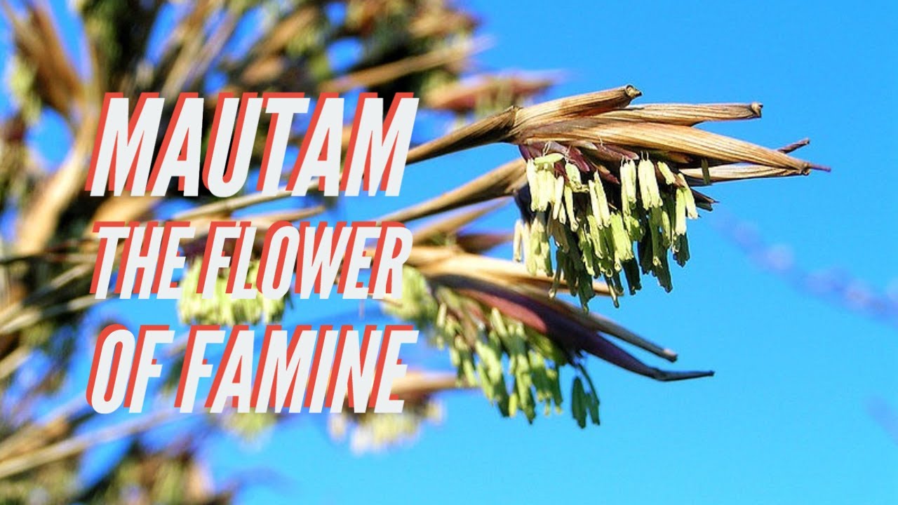 Mautam-The flower of famine - YouTube