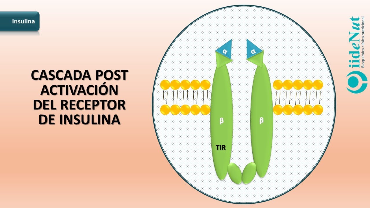 Cascada de activación del receptor de insulina - YouTube