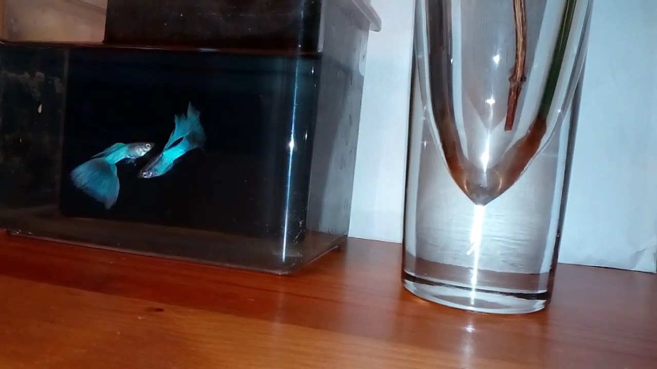 Singa blue tail guppy - YouTube