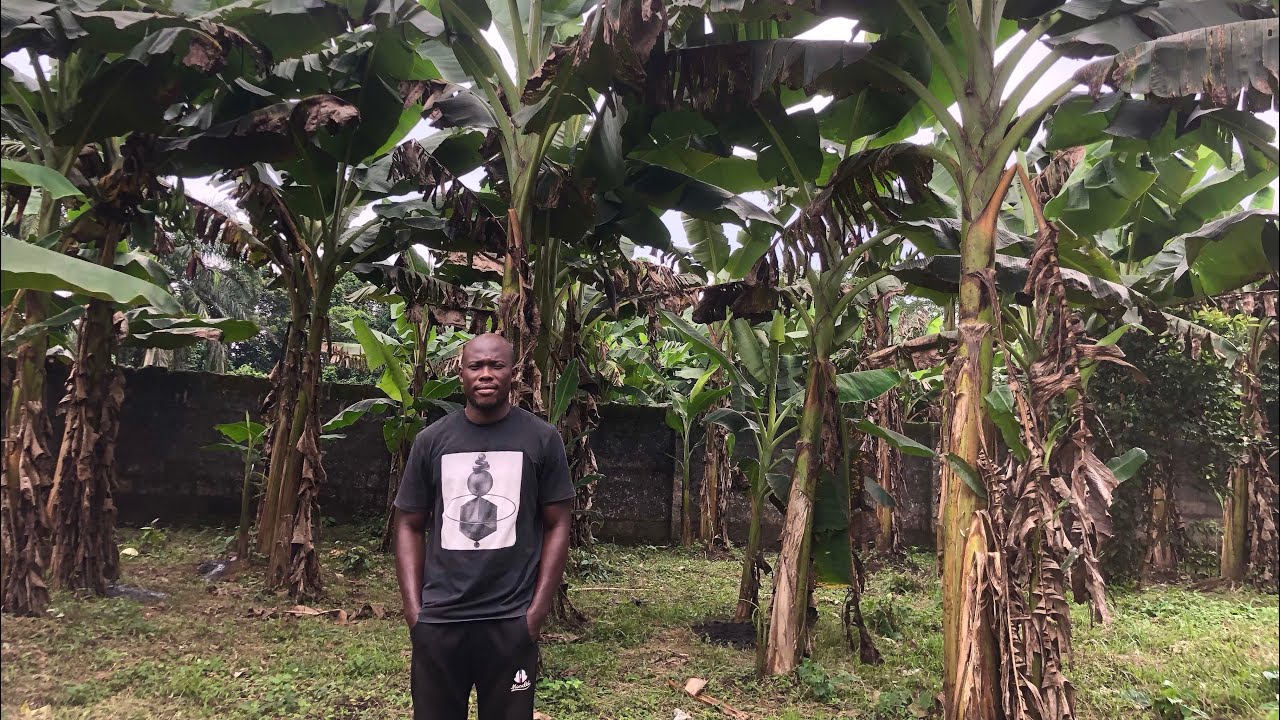 How Plantain Farming Can Make You Rich - YouTube
