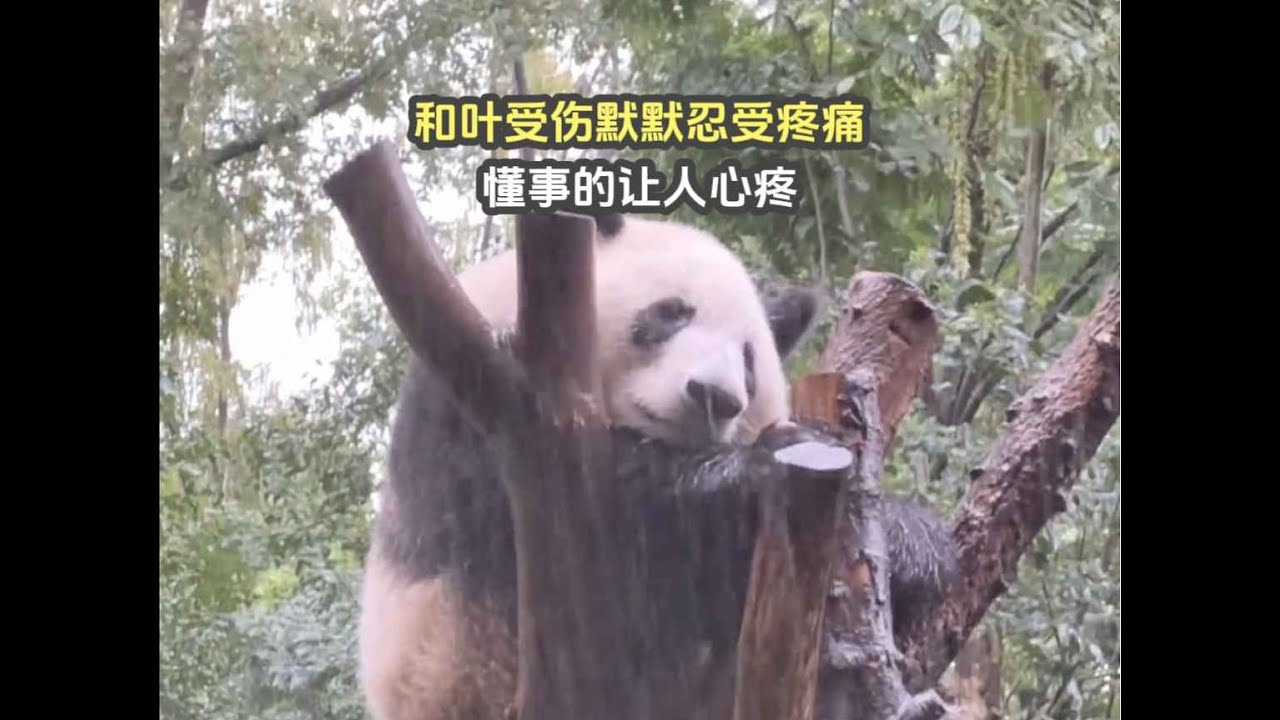 hehua huahua heye panda wound injury 大熊猫和叶受伤却不哭不闹，独自默默忍受疼痛，懂事的让人心疼 ...