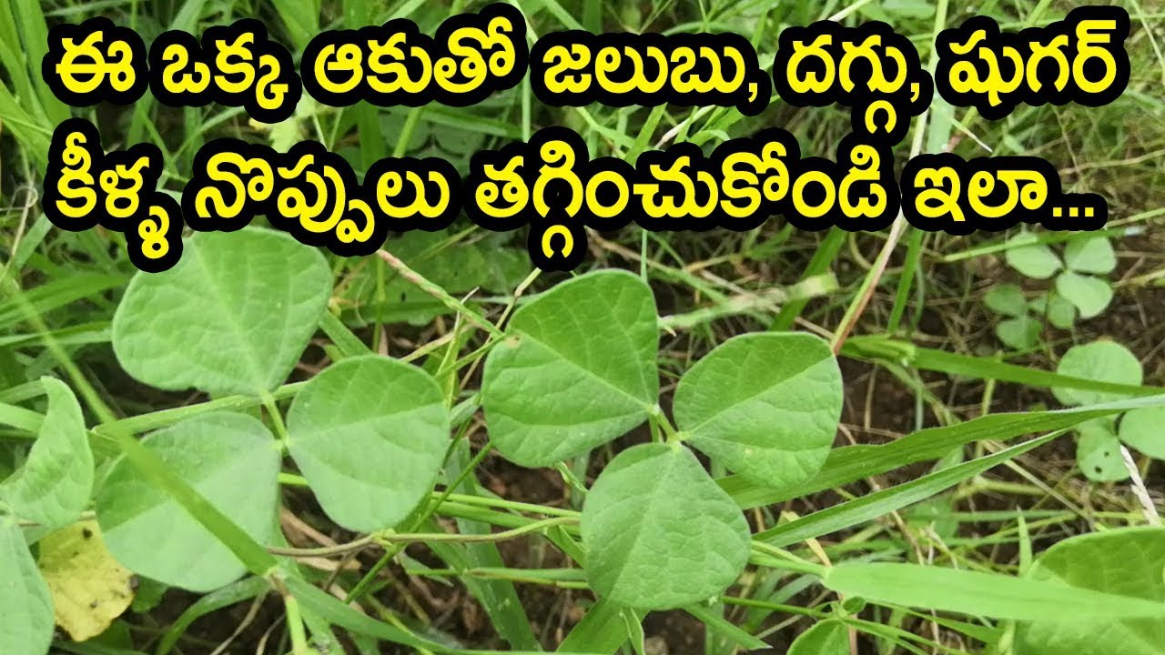 Tippa Teega Benefits in Telugu | Telugu Health Tips | Star Telugu News ...