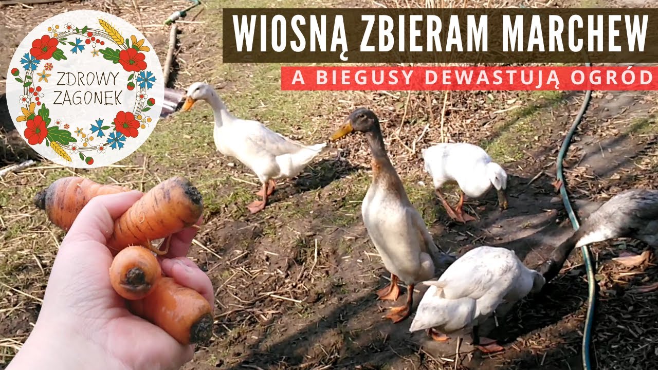 Wiosną zbieram marchew a biegusy dewastują ogród - YouTube