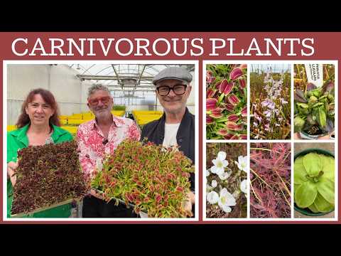 Carnivorous plant nursery tour!!