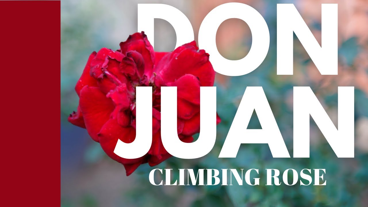 Adding a New Rose to the Collection | Don Juan Climbing Rose - YouTube