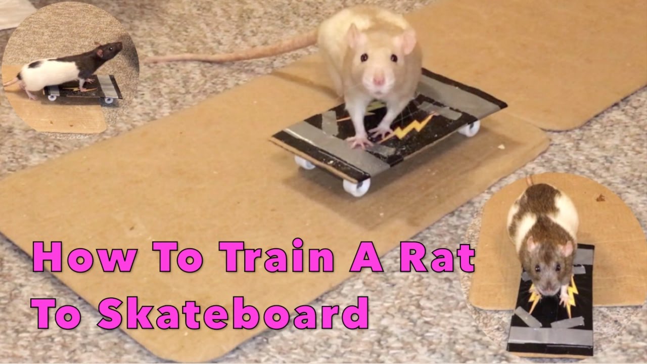 How To Train A Rat To Skateboard - YouTube