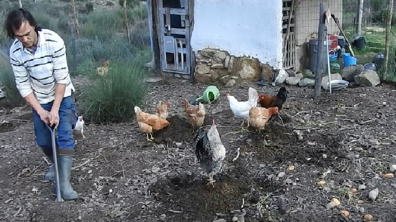 Planting trees in the chicken run - YouTube
