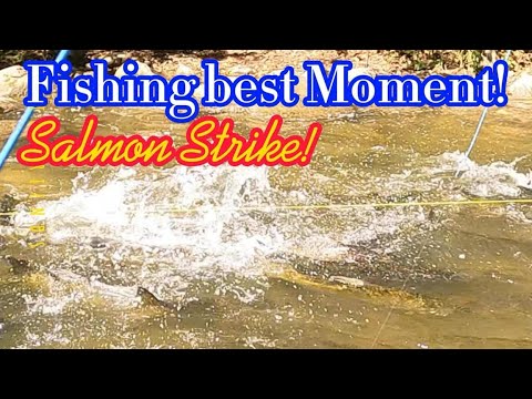 "Salmon Fishing Best Moments – Rewind and Uncut!" 🎣🐟⏪️ #short #nature # ...