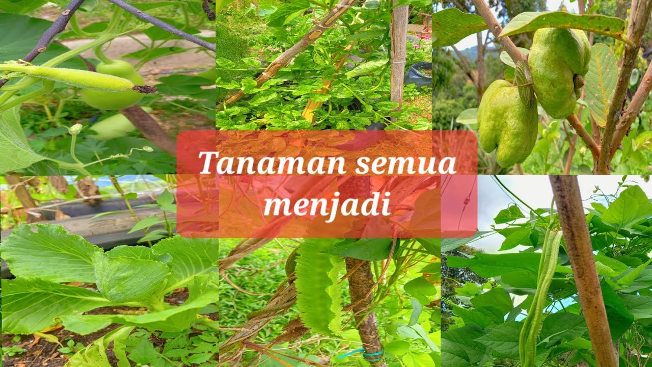 Update Tanaman Di Kebun Mini | Syukur Semua Tanaman Menjadi - YouTube