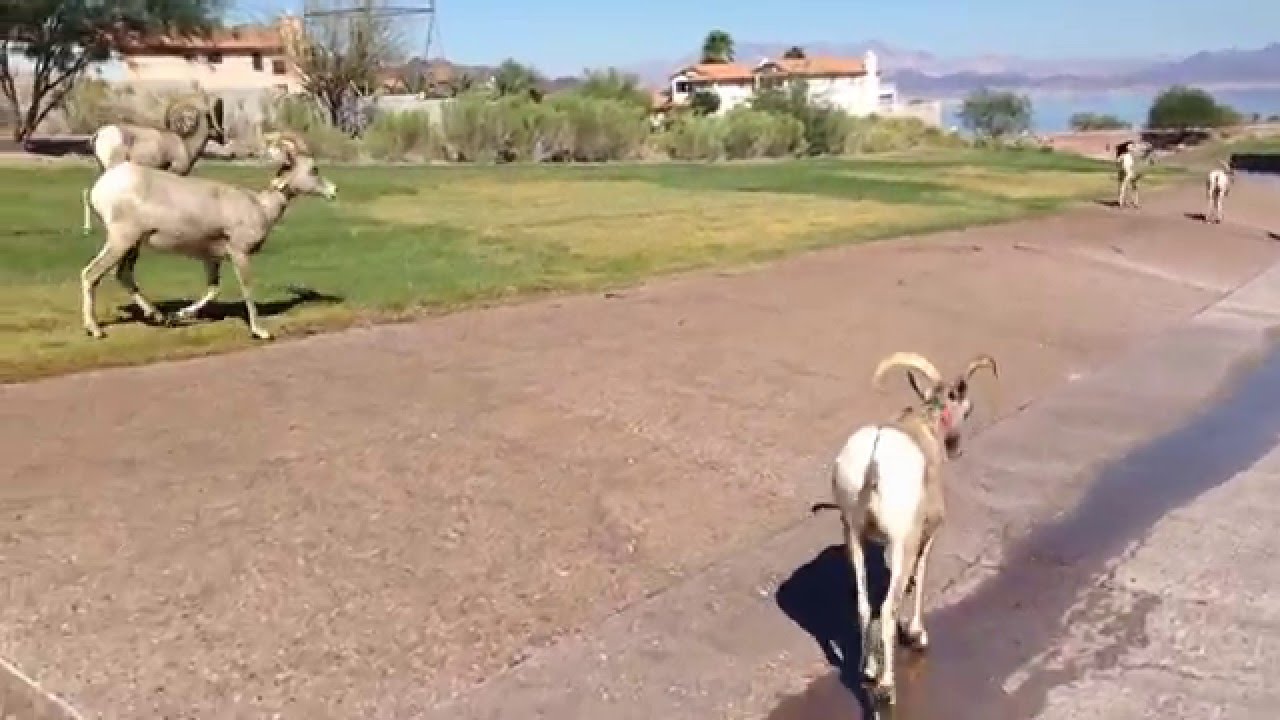 Bighorn Sheep Roaming around Boulder City an Lake Mead (Near Las Vegas ...