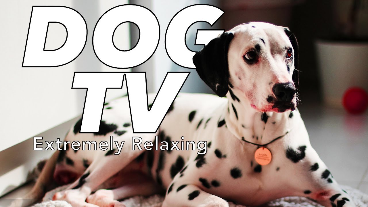 EXTREMELY Entertaining Dog TV! Virtual Adventures for Dogs! - YouTube