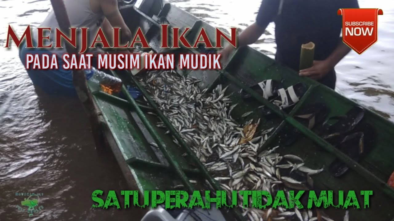 MENJALA IKAN||PADA SAAT MUSIM IKAN MUDIK, SATU PERAHU TIDAK MUAT ...