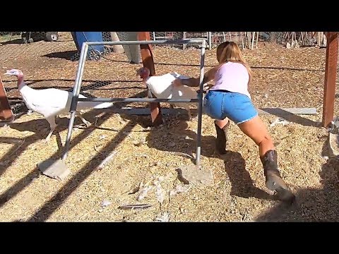 How to process a heritage Turkey. Farm To Table at The Crouch Ranch ...