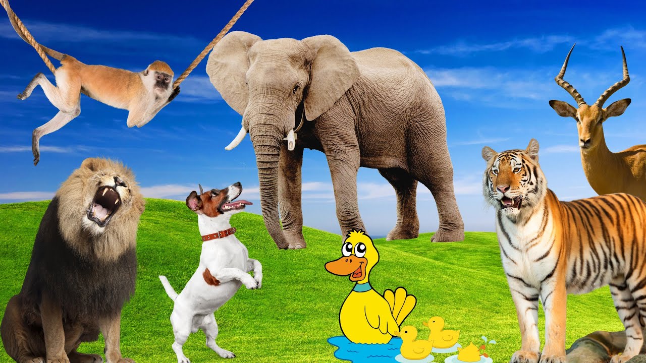 Cute actions of animals: Monkey, dog, cat, giraffe, lion, elephant ...