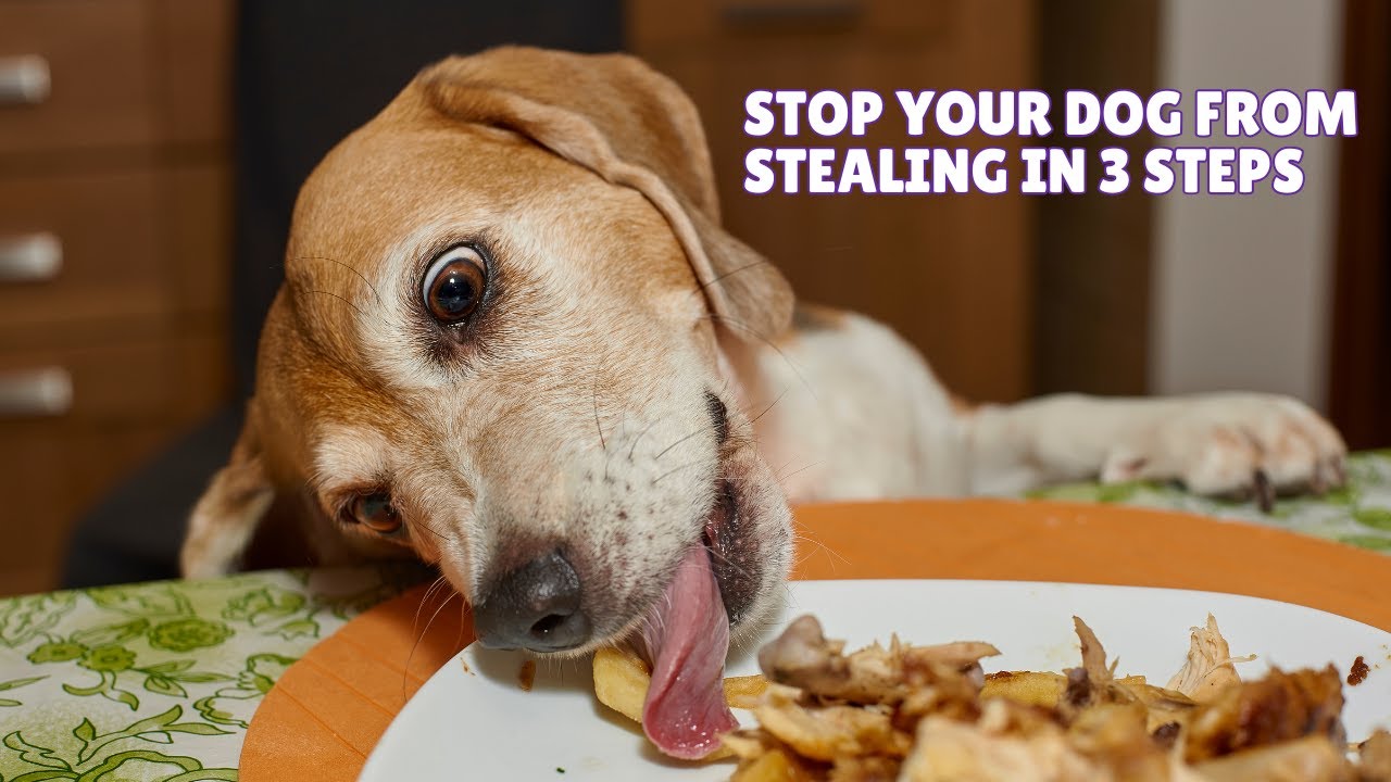 Stop Your Dog From Stealing in 3 Steps (The Method You Haven't Tried ...