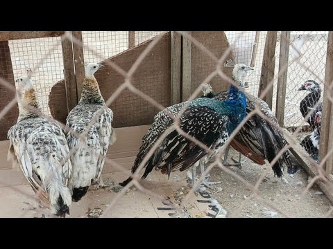 Sabunçu toyuq bazarı 2 noyabr 2025 