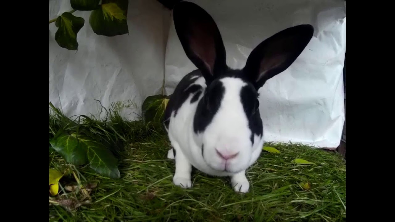 ||Silhouettes||My black self/ broken black Mini Rex rabbits|| - YouTube