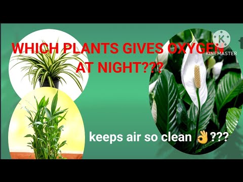Best 7 Plants that gives OXYGEN at night || Top 7 - YouTube